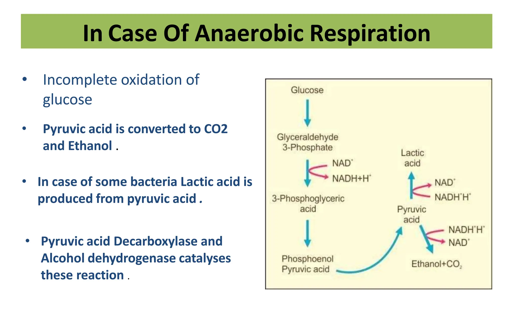 Respiration in higher plants class 11th NCERT bio | PPTX