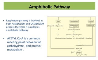 Respiration in higher plants class 11th NCERT bio | PPTX