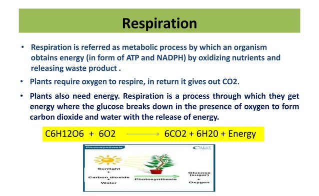 Respiration in higher plants class 11th NCERT bio | PPTX | Lung and ...