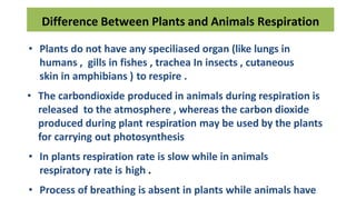 Respiration in higher plants class 11th NCERT bio | PPTX