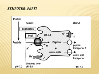 Different types of Drug Transporters in body By Anubhav Singh M.pharm ...