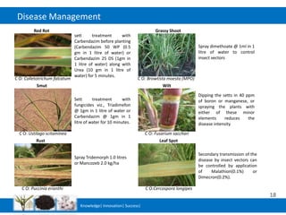 Anubhaw sugarcane sesame cotton | PPTX