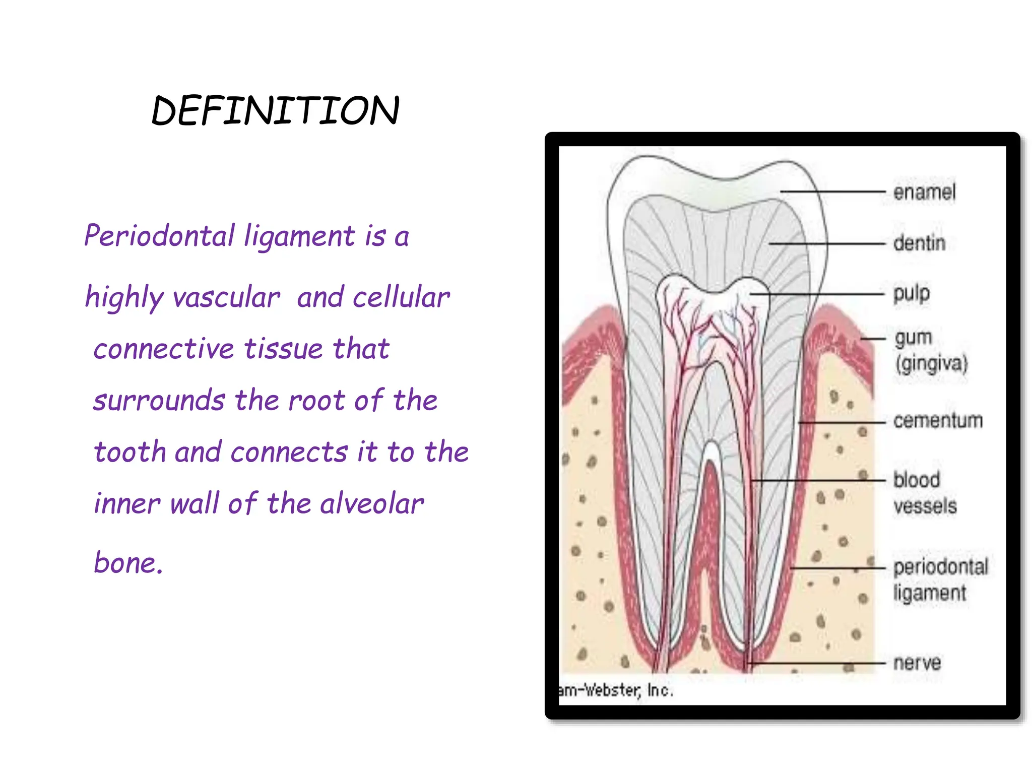 periodontal ligament knowledge attitude perception and | PPTX