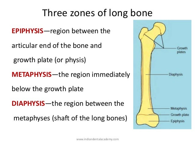 bone metabolism / dental implant courses