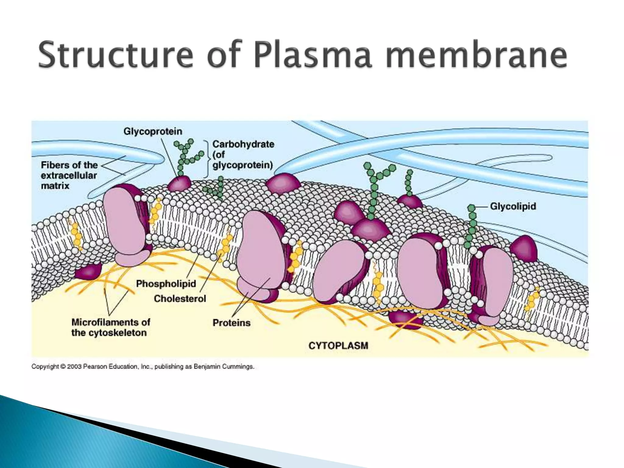 Cell Membrane | PPTX