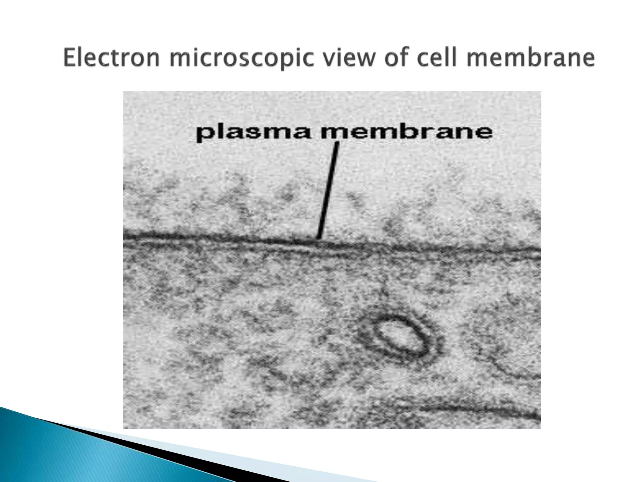 Cell Membrane | PPTX