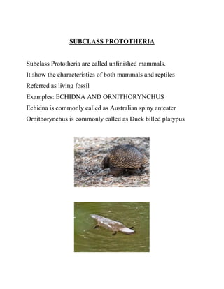 DIGITAL ALBUM MAKING - MAMMALS NATURAL SCIENCE OPTIONAL | PDF