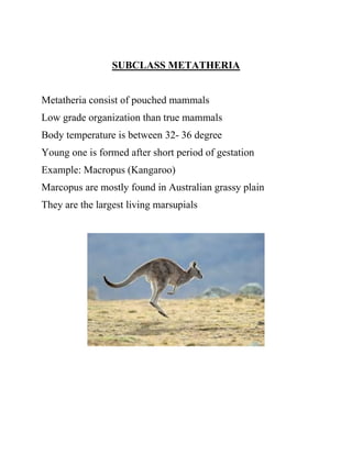 DIGITAL ALBUM MAKING - MAMMALS NATURAL SCIENCE OPTIONAL | PDF