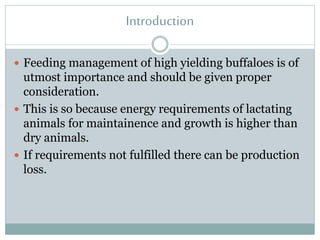 feeding management og high yielding buffaloes | PPTX