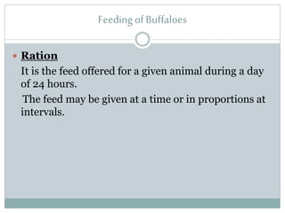 feeding management og high yielding buffaloes | PPTX