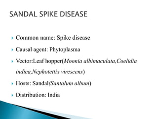VIRUS DISEASES OF SANDALWOOD /VIRUS DISEASES OF SANDALWOOD | PPTX