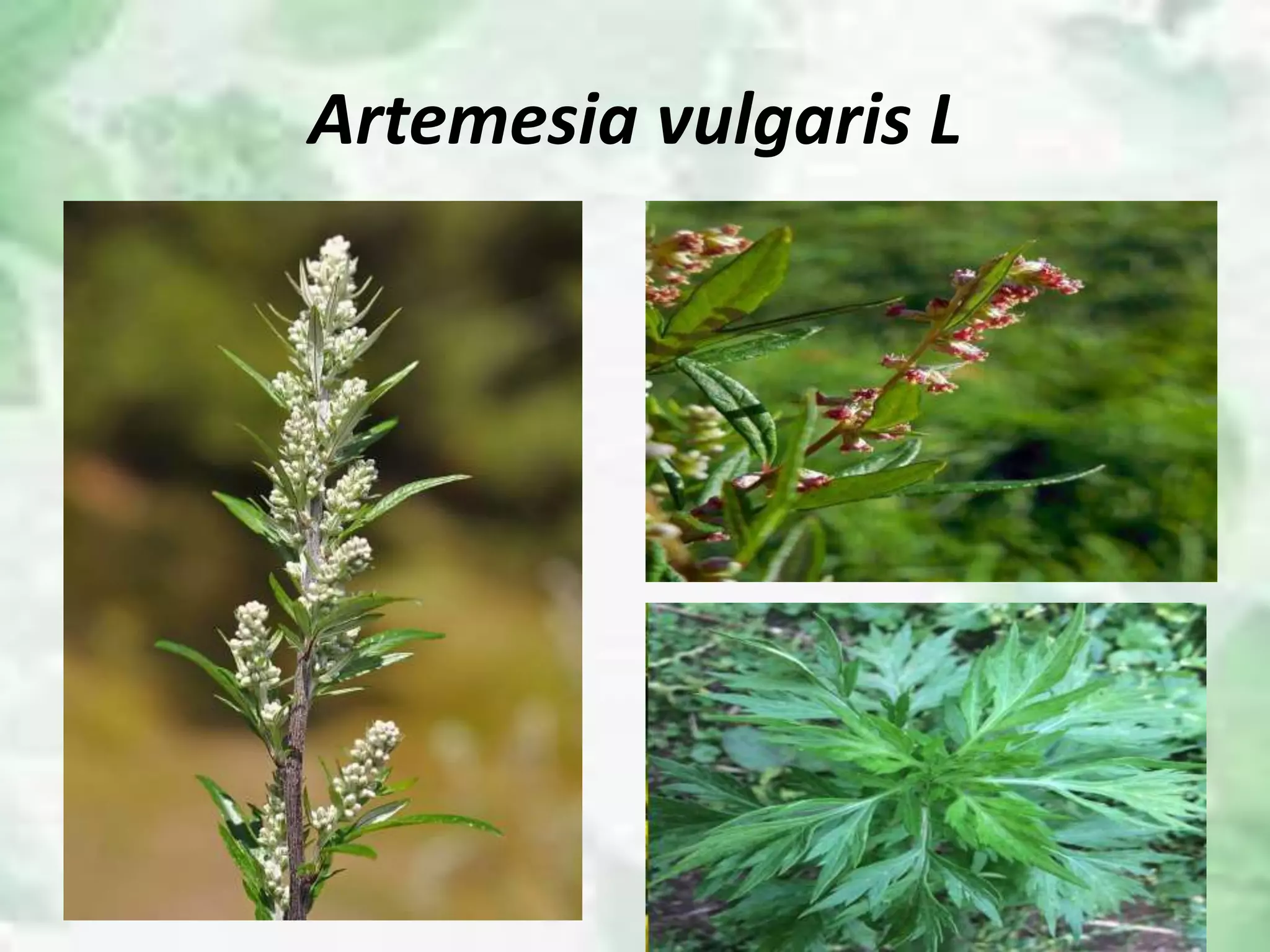 anukta dravya with respect to namarupa | PPTX