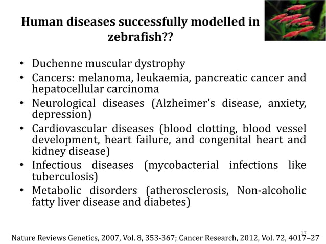 Zebra fish models for diabetes | PPTX | Endocrine and Metabolic ...