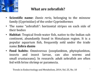 Zebra fish models for diabetes | PPTX