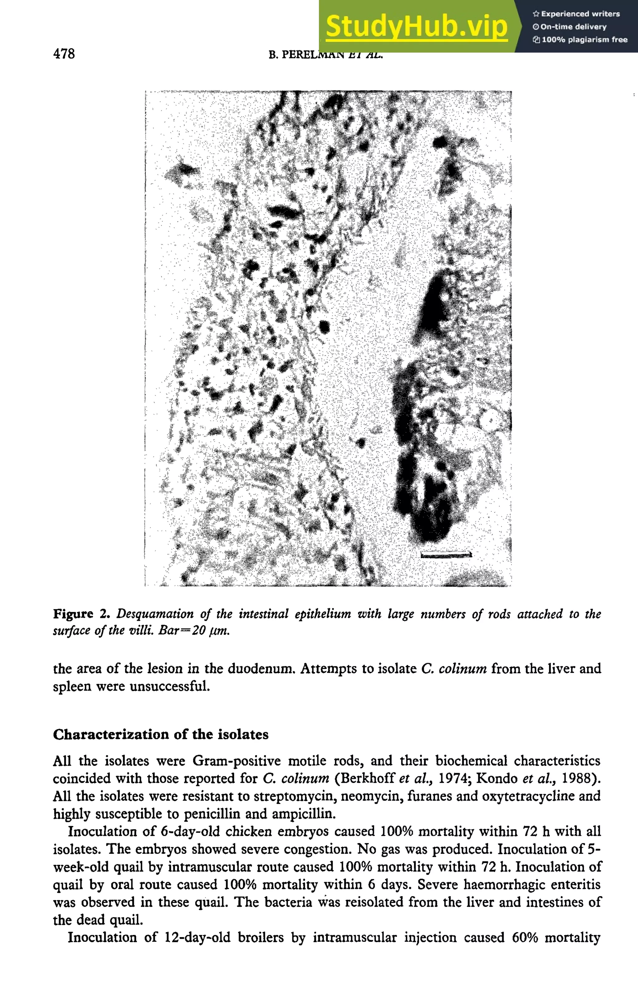 An Unusual Clostridium Colinum Infection In Broiler Chickens | PDF