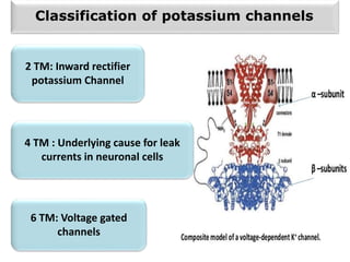 Anup p.( k channel opener) | PPT