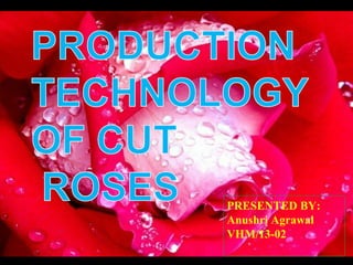 Rose production technology | PPT