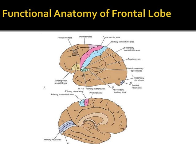 Functional anatomy of Frontal lobe | PPTX