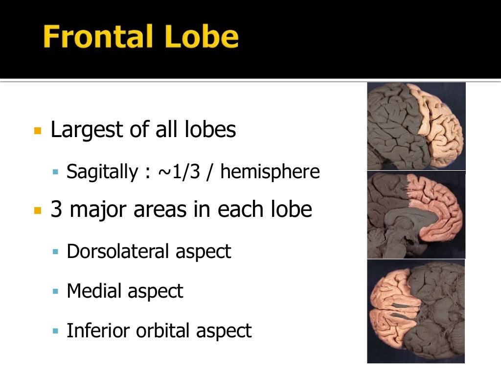 Functional Anatomy Of Frontal Lobe