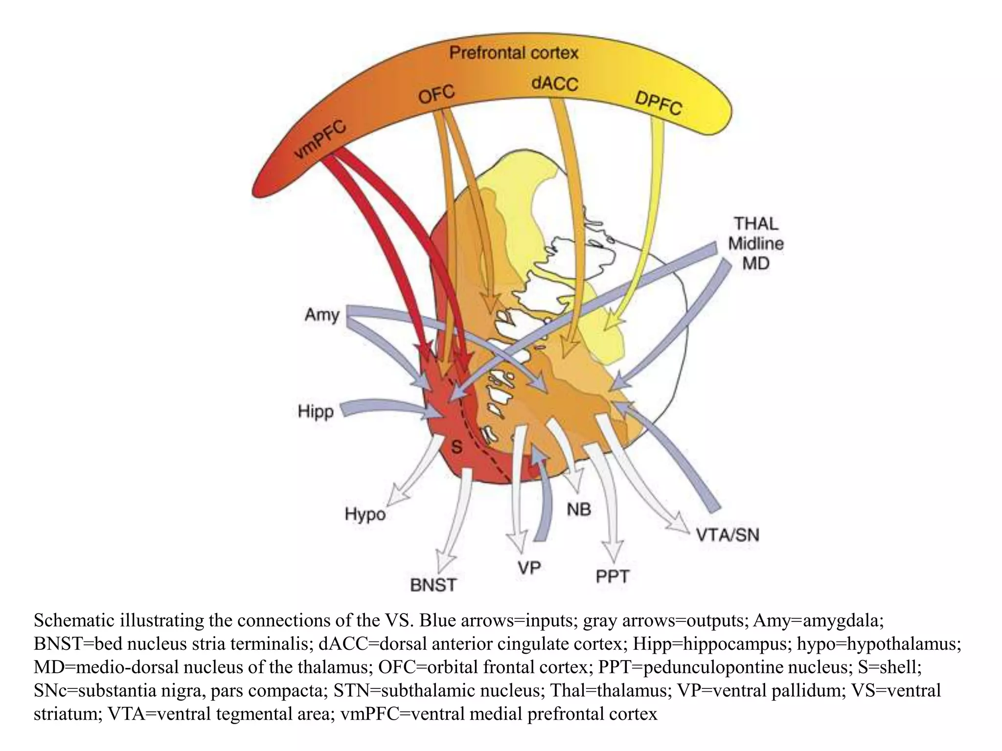 Anatomy of Frontal lobe | PPTX