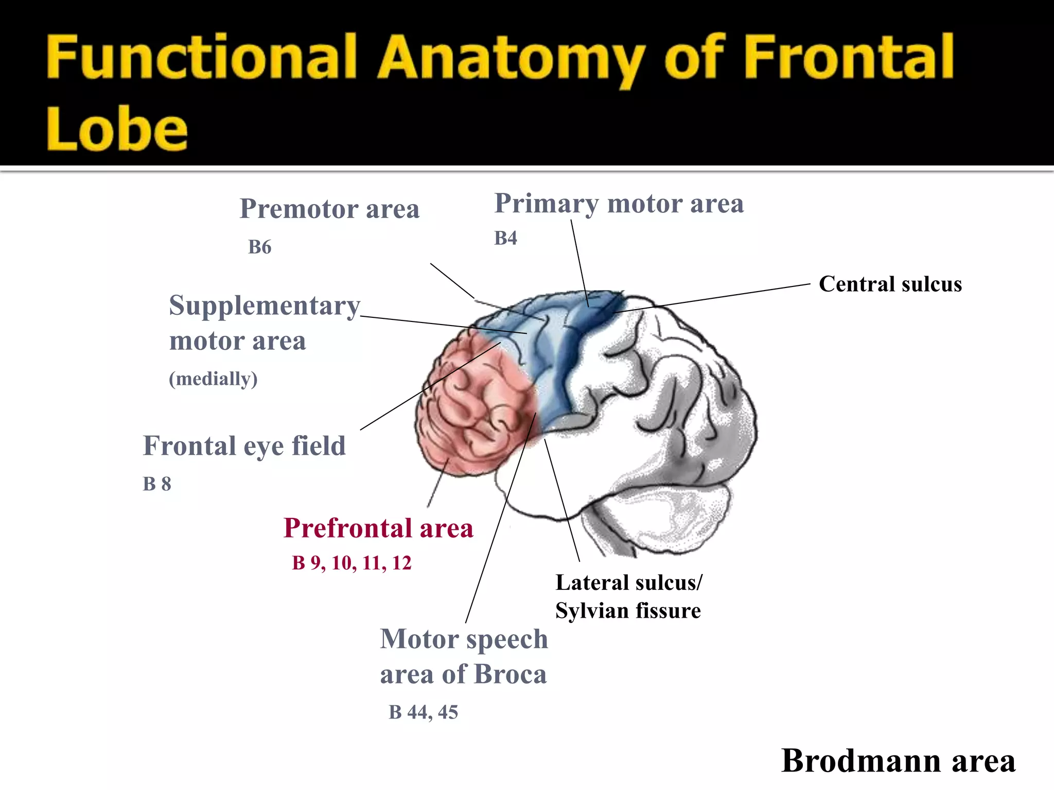 Anatomy of Frontal lobe | PPTX