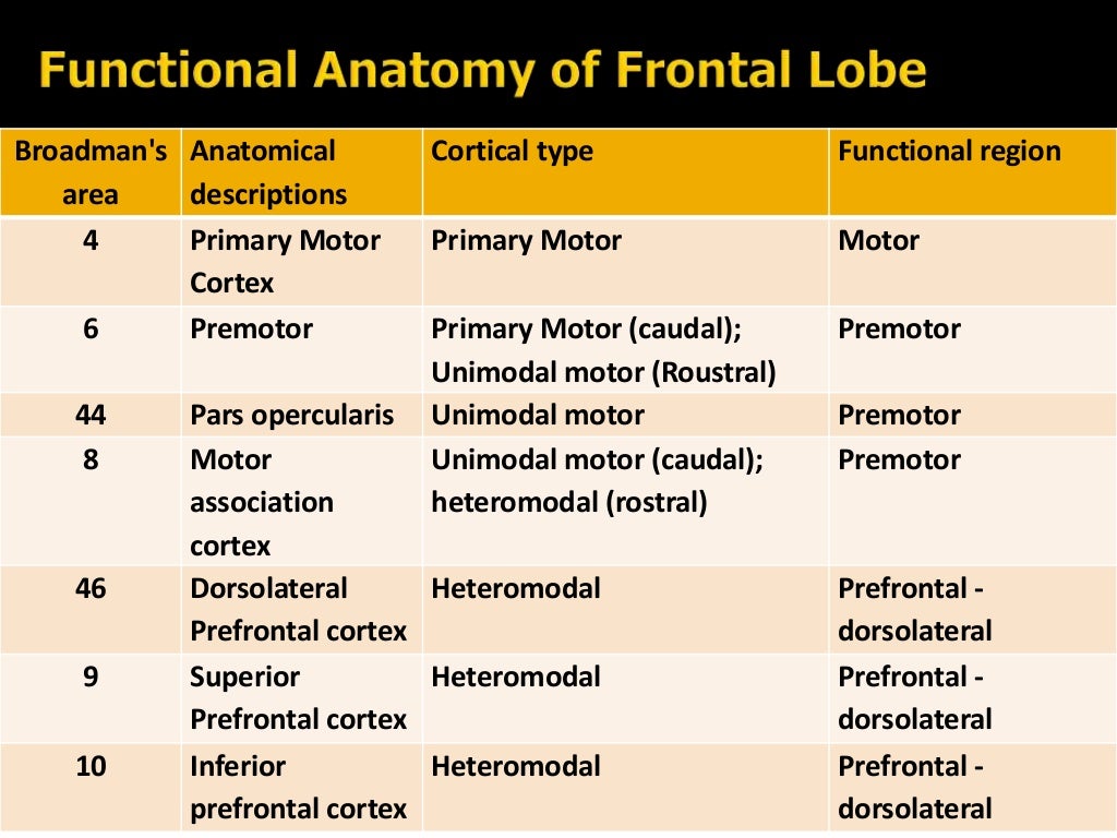Anatomy of Frontal lobe