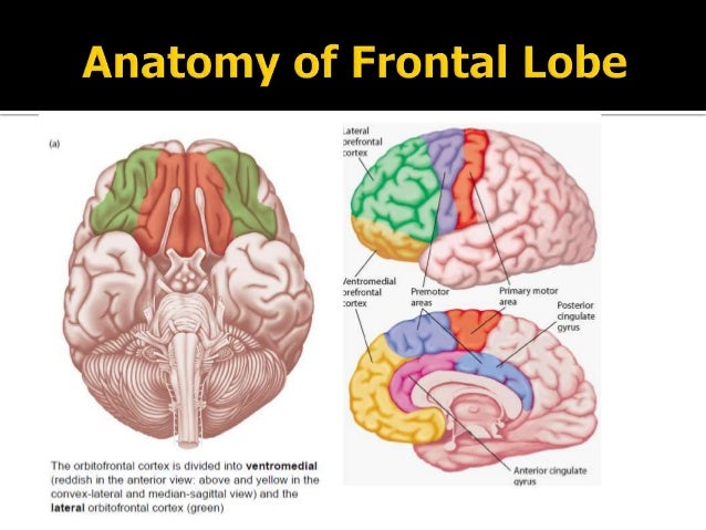 Anatomy of Frontal lobe Anatomy of Frontal lobe