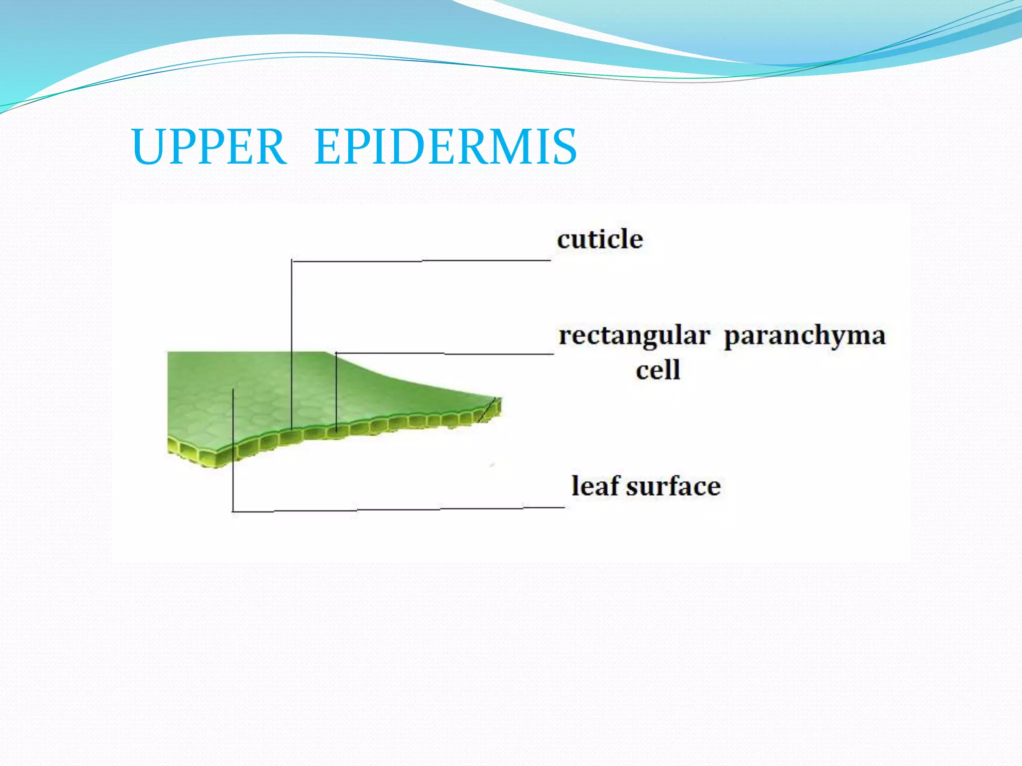 Histology of leaf | PPTX