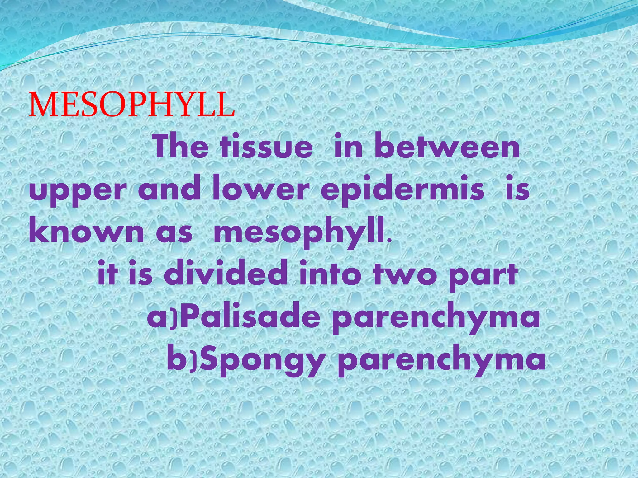 Histology of leaf | PPTX