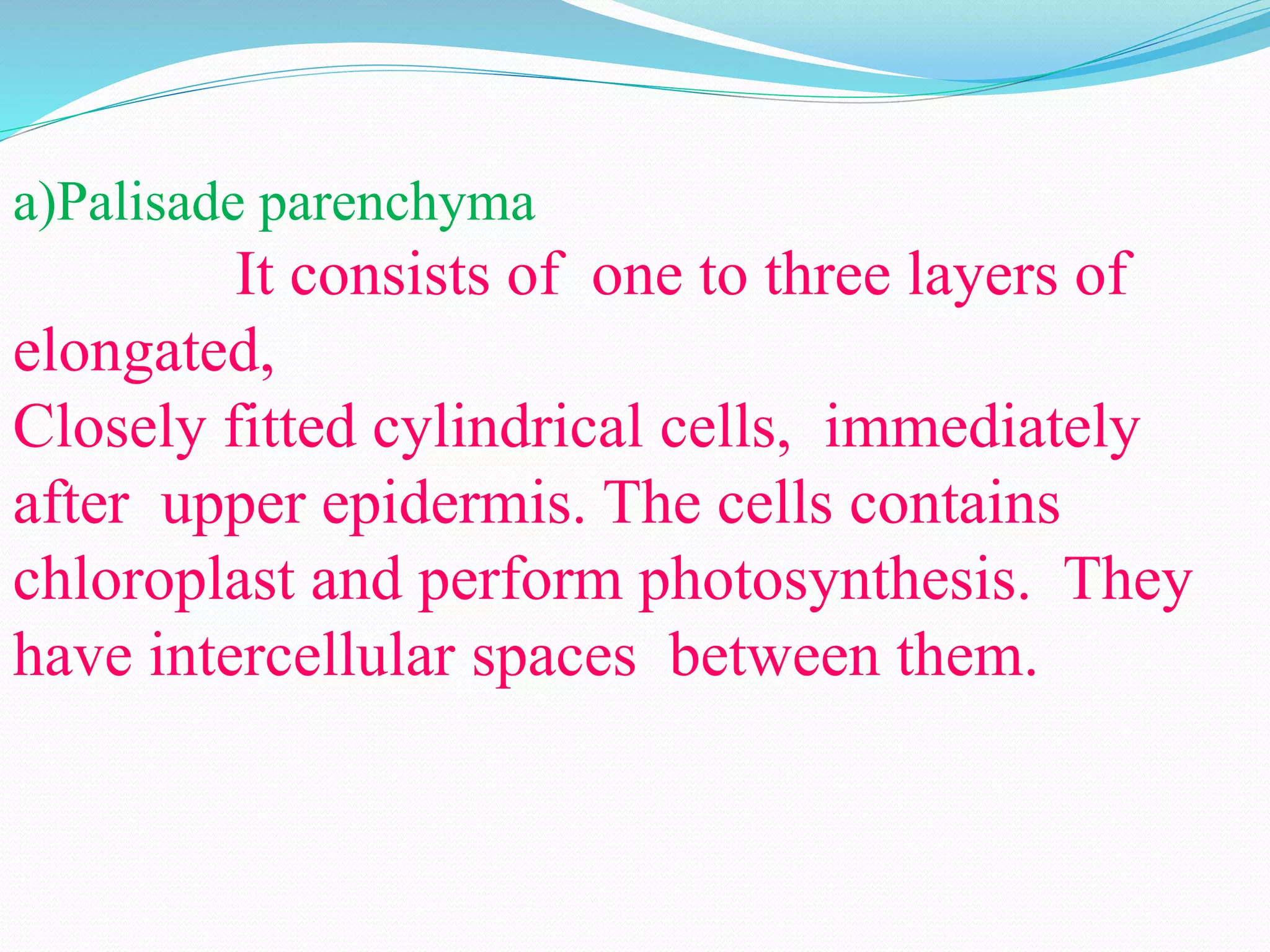 Histology of leaf | PPTX