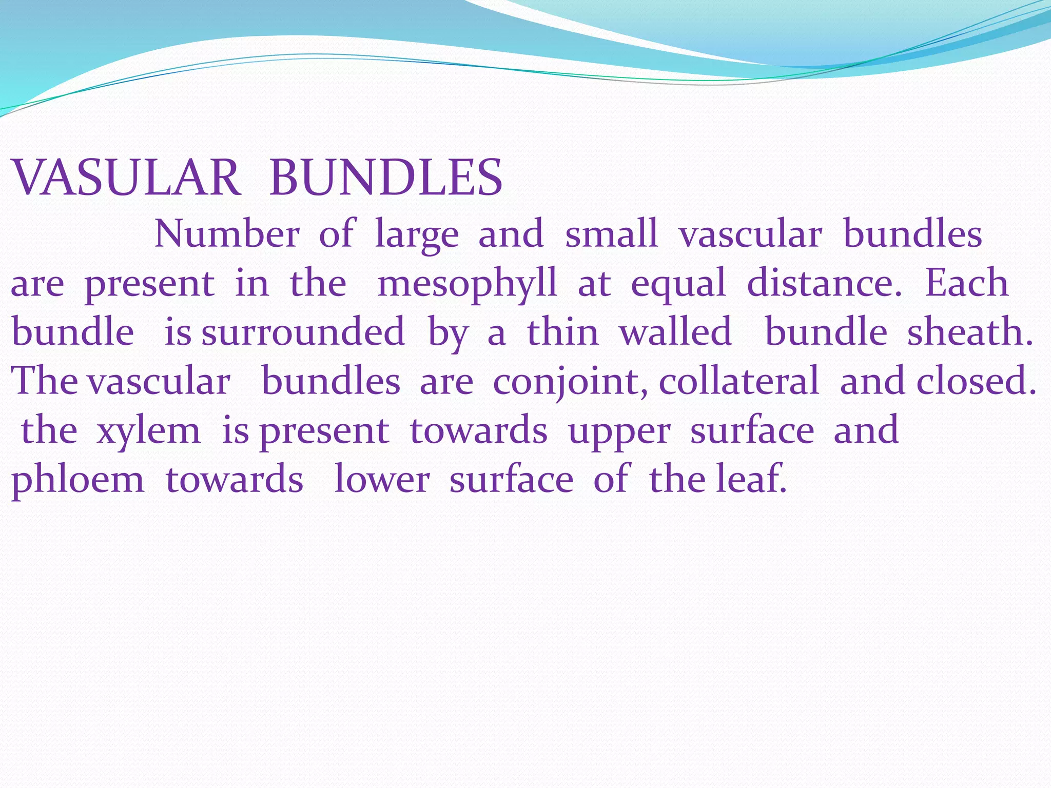 Histology of leaf | PPTX