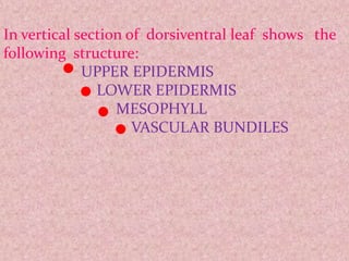 Histology of leaf | PPTX