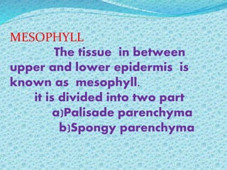 Histology of leaf | PPTX