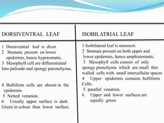 Histology of leaf | PPTX