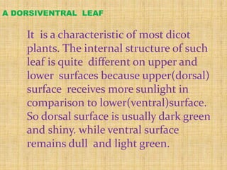 Histology of leaf | PPTX