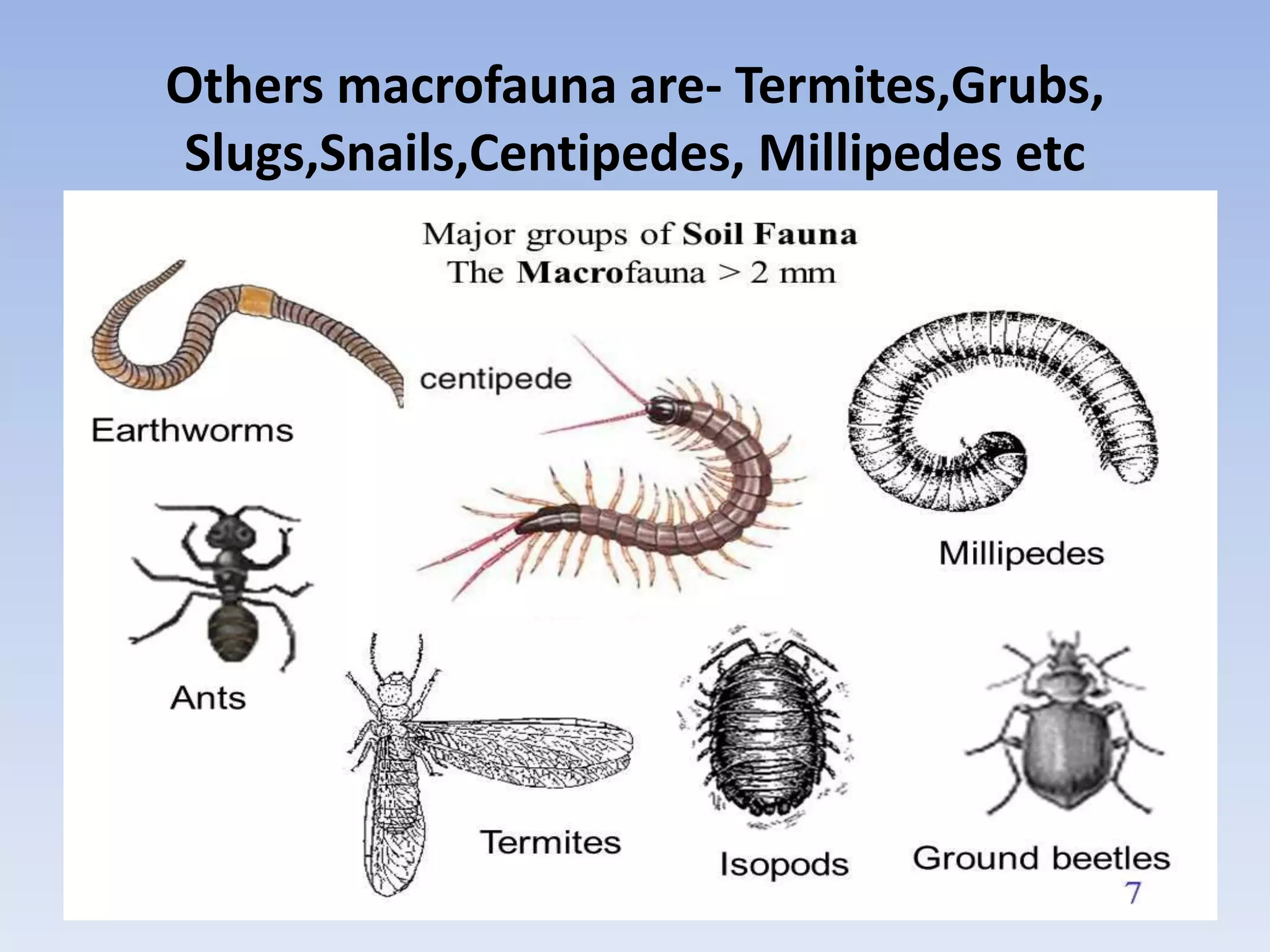 Soil Organisms, functions and their role in Soil fertility | PPTX