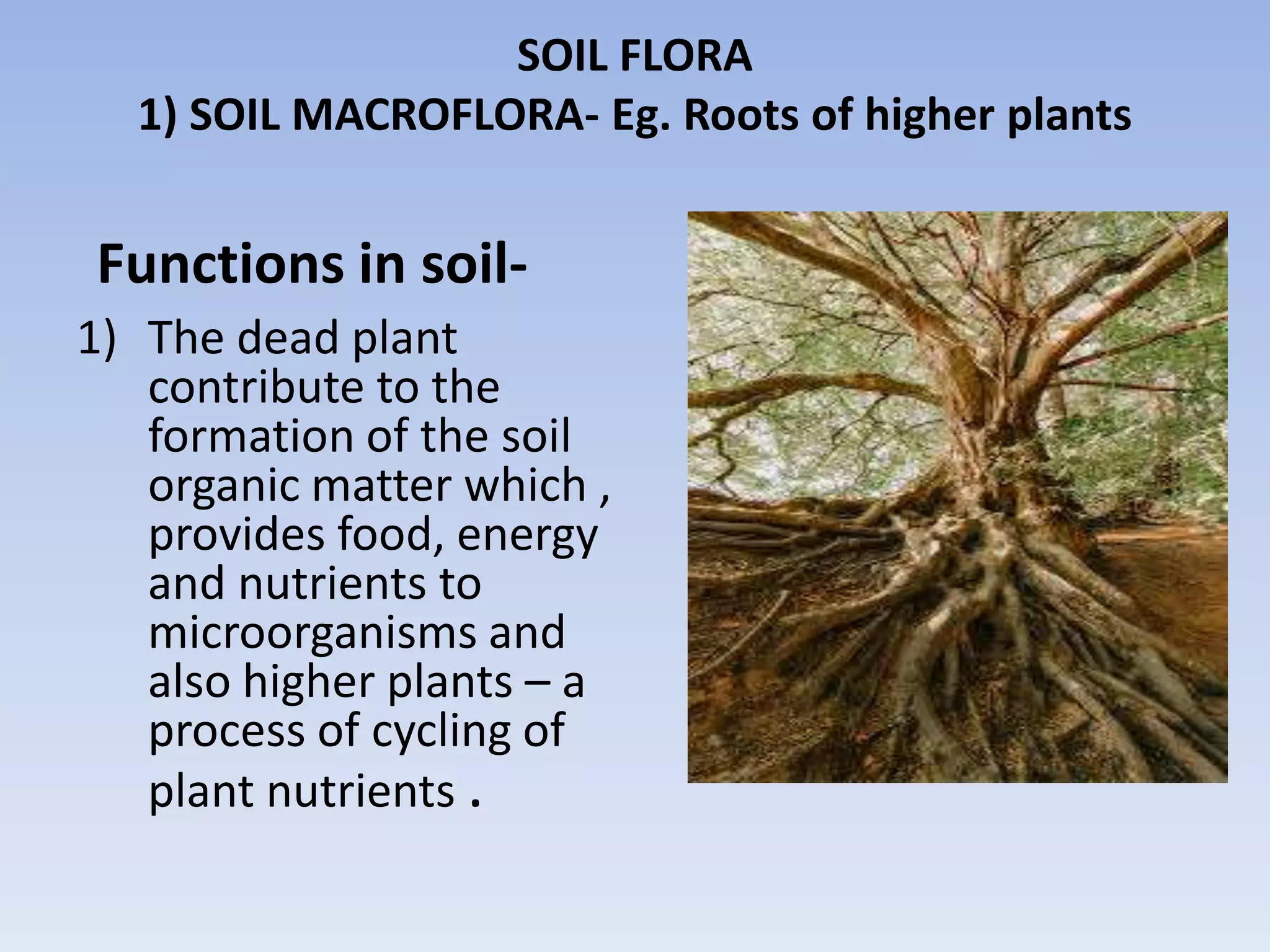 Soil Organisms, functions and their role in Soil fertility | PPTX