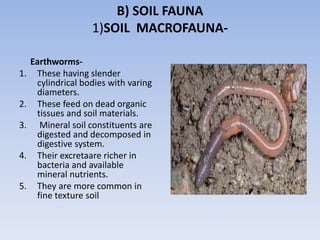 Soil Organisms, functions and their role in Soil fertility | PPTX