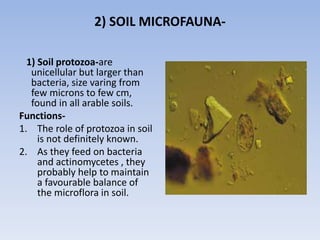 Soil Organisms, functions and their role in Soil fertility | PPTX ...