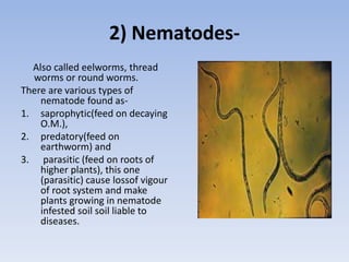 Soil Organisms, functions and their role in Soil fertility | PPTX