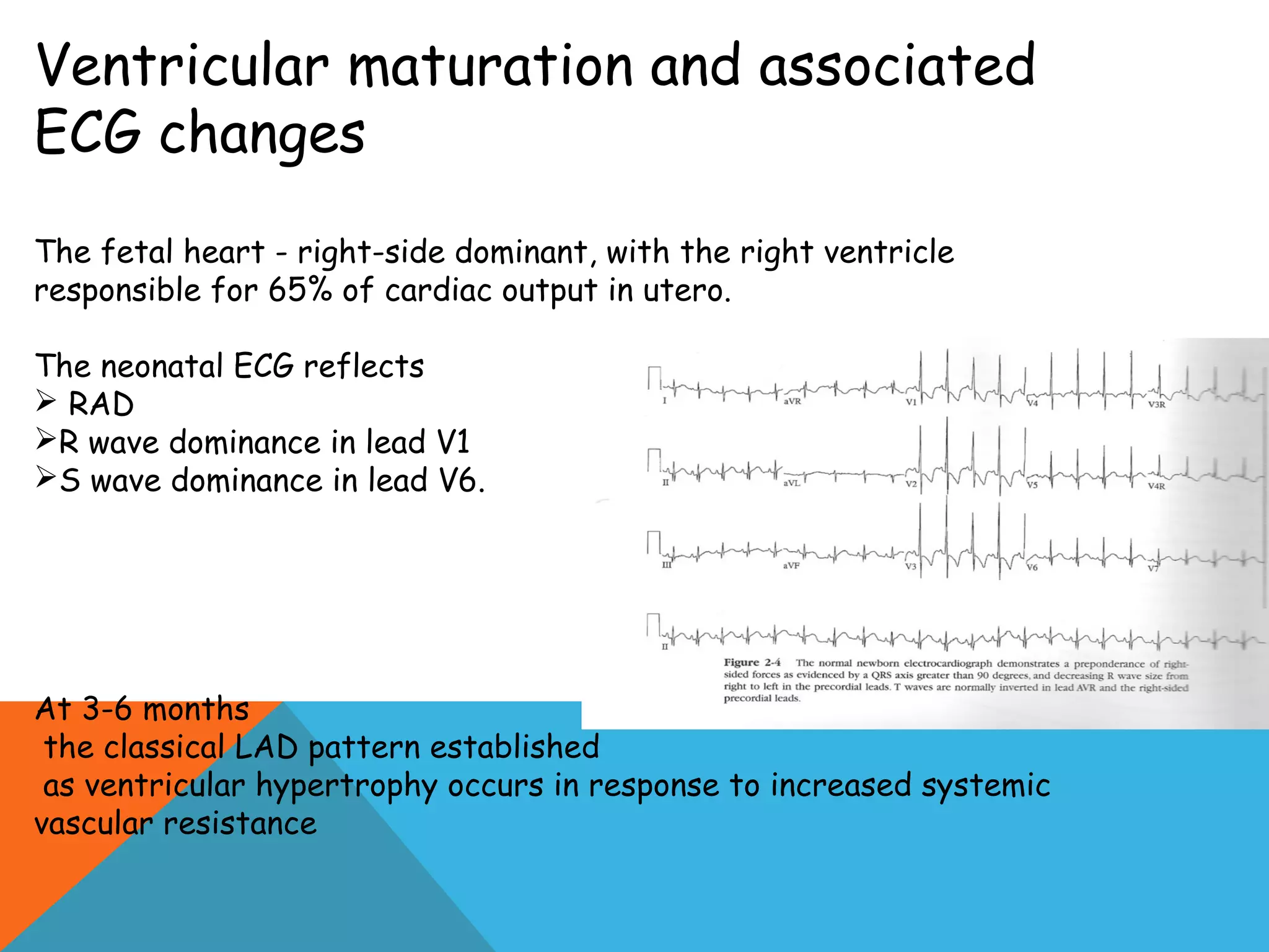 neonatal physiology and transition period | PPT