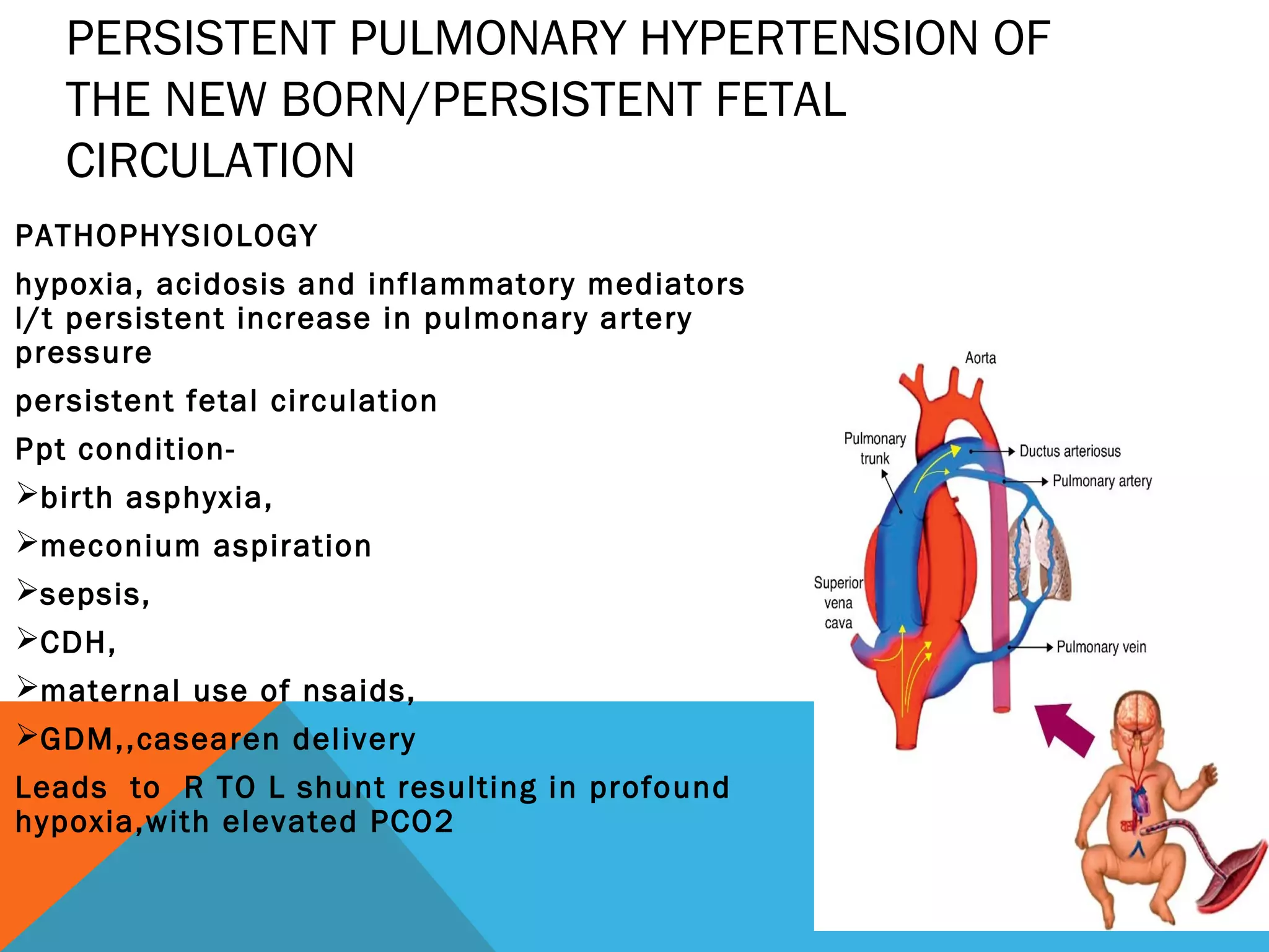 neonatal physiology and transition period | PPT