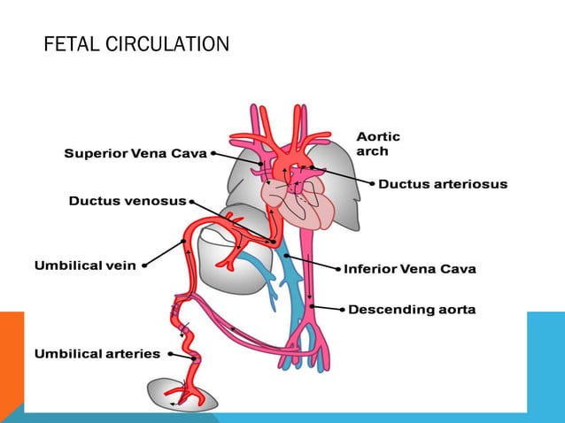 neonatal physiology and transition period | PPT