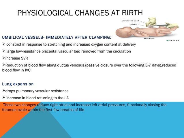 neonatal physiology and transition period | PPT