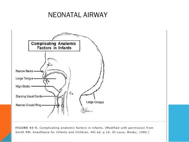 neonatal physiology and transition period