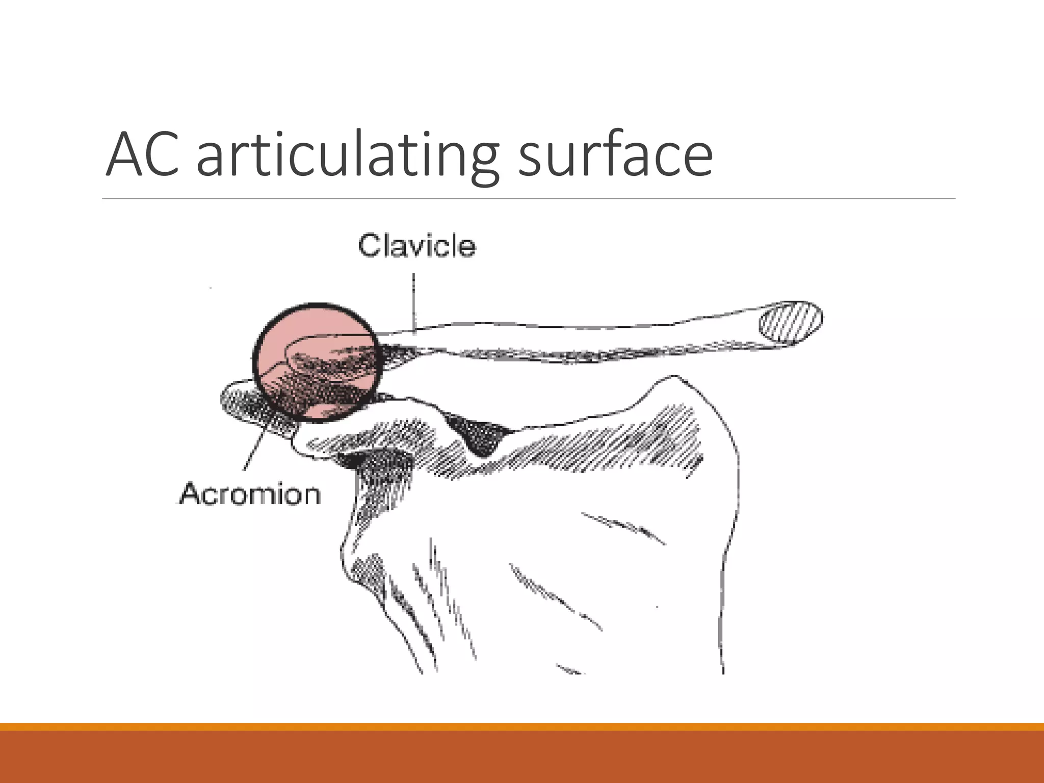 biomechanics of shoulder | PPTX