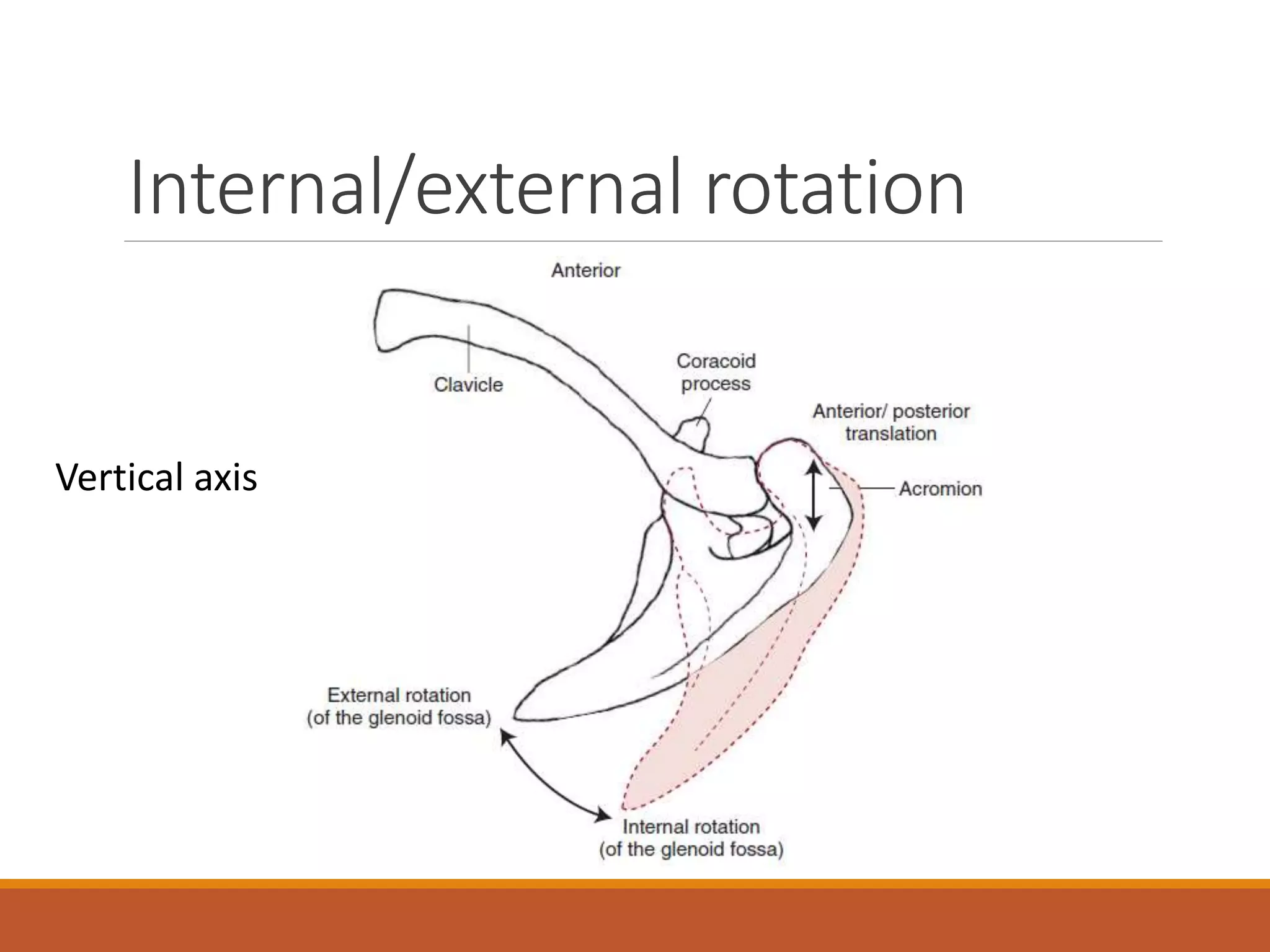 biomechanics of shoulder | PPTX