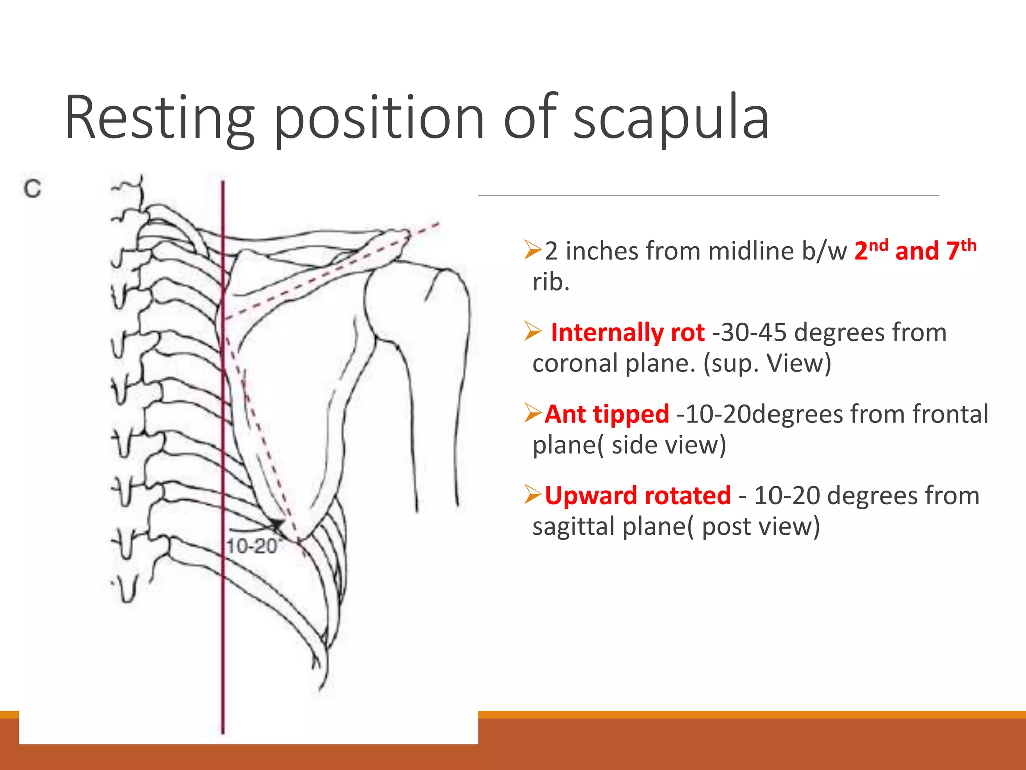 biomechanics of shoulder | PPTX