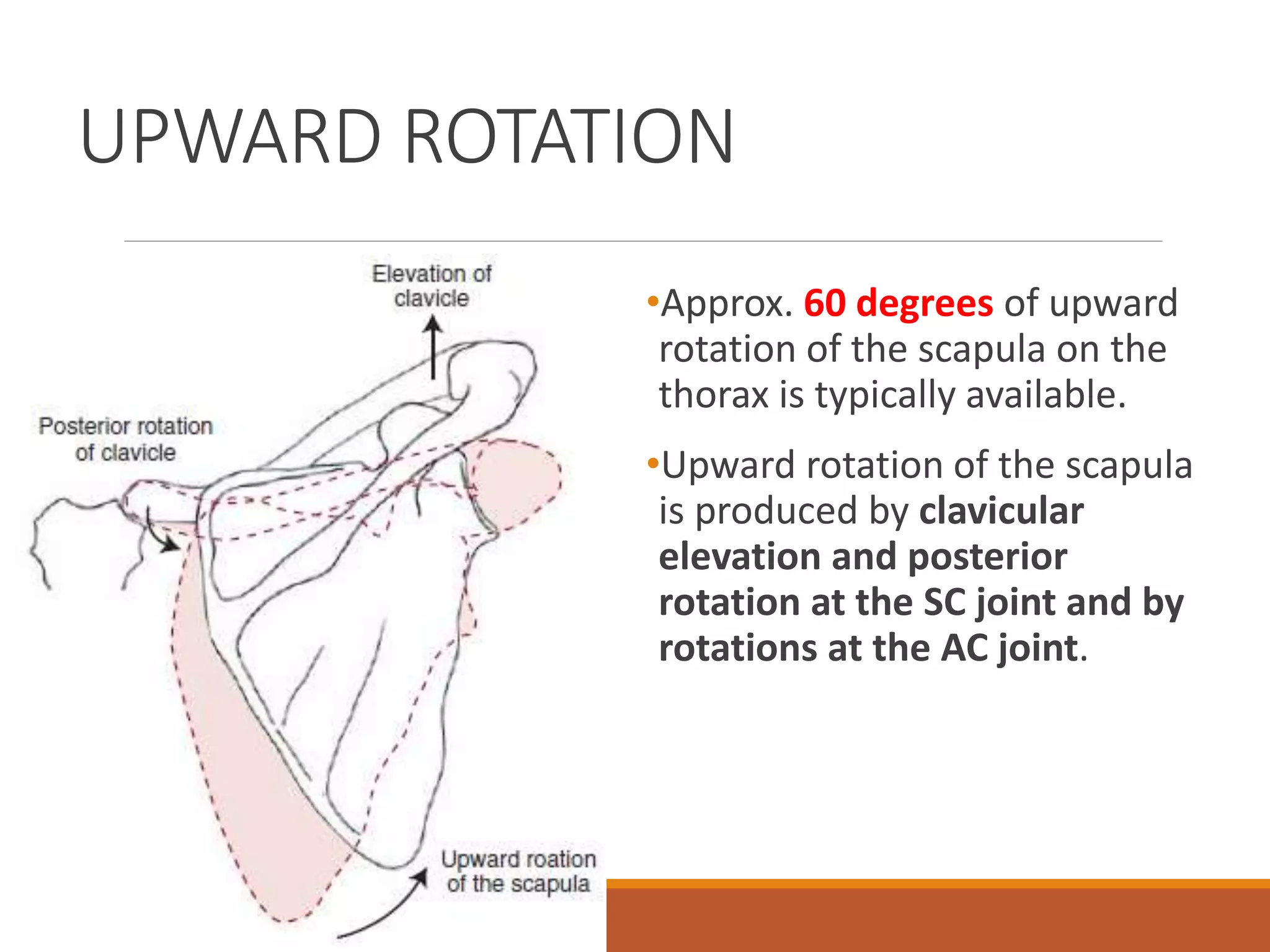 biomechanics of shoulder | PPTX