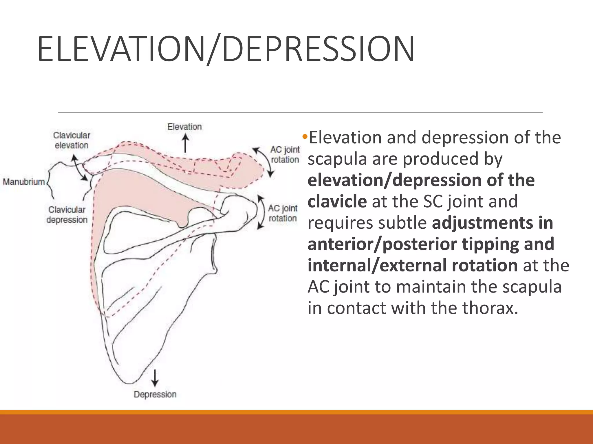 biomechanics of shoulder | PPTX